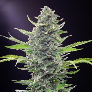 Acheter graines de cannabis Royal Critical Auto - Royal Queen Seeds