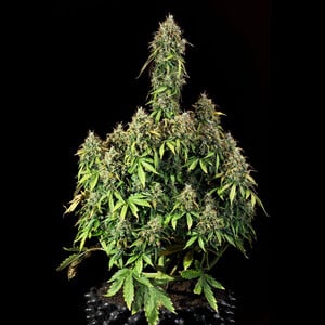 Commandez vos graines de cannabis féminisées Royal Haze Auto Graines de ...