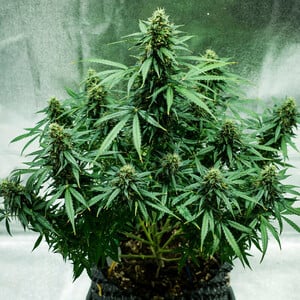 Acheter graines de cannabis de Royal Jack Auto - Royal Queen Seeds