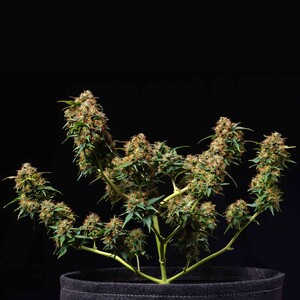 Acheter graines de cannabis hybrides Titan F1