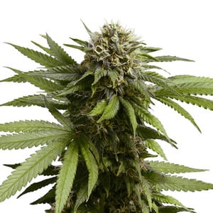 Acheter graines de cannabis d’Apple Fritter Auto - Royal Queen Seeds