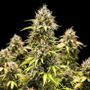Acheter graines de cannabis de Granddaddy Purple Auto - Royal Queen Seeds