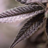 Achetez des graines de cannabis féminisées de Dynamite Diesel - Royal ...