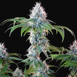 Achetez des graines féminisées de Dynamite Diesel - Royal Queen Seeds