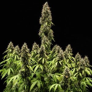 Acheter graines de cannabis de Pink Mist Auto - Royal Queen Seeds