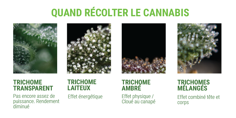 Importance des Trichomes du Cannabis - RQS Blog