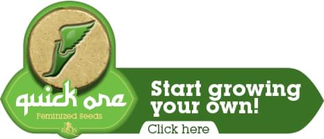 Quick One Cannabis récolte en seulement 2 mois! - RQS Blog
