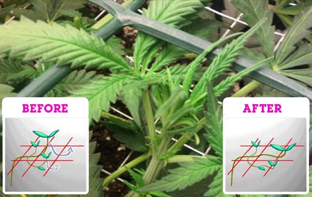 Culture du cannabis avec le SCROG (écran de verdure) méthode