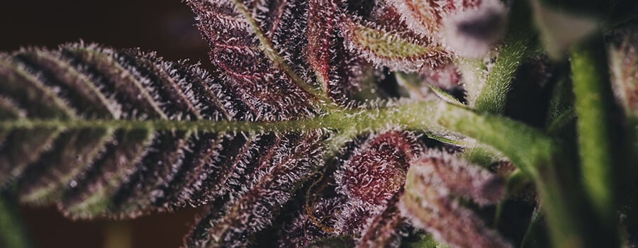 Purple Queen : Une Plante De Cannabis Violette Majestueuse - Royal ...