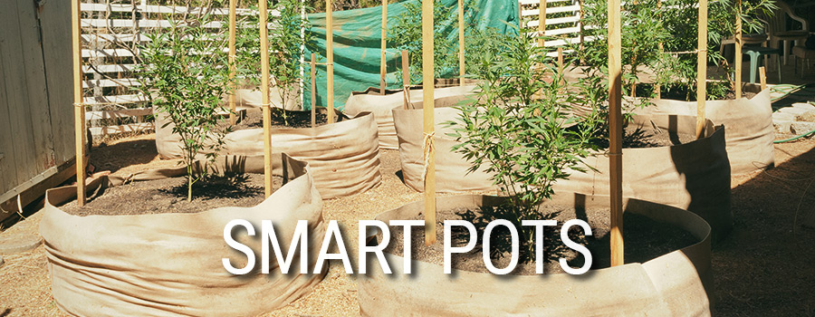 Les Air-Pots Et Smart Pots Augmentent-Ils Le Rendement Du Cannabis ...