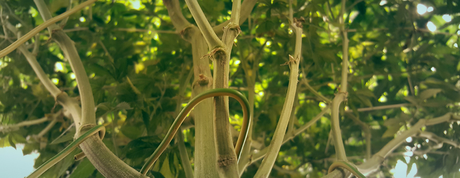 Comment Utiliser La Technique De Main-lining ? - RQS Blog