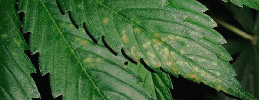 Table des carences nutritive du Cannabis - Royal Queen Seeds - RQS Blog