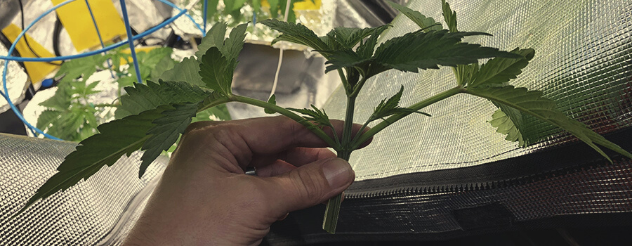 Topping Et Training Sur Du Cannabis Autofloraison Possible ? - RQS Blog