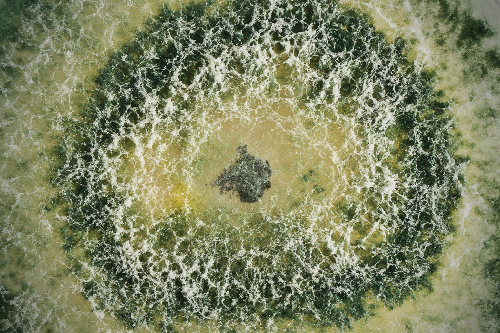 Le Trichoderma et son importance dans la culture du cannabis - RQS Blog