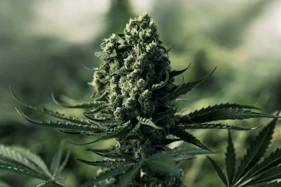 Tout savoir du cannabis triploïde et tétraploïde - RQS Blog