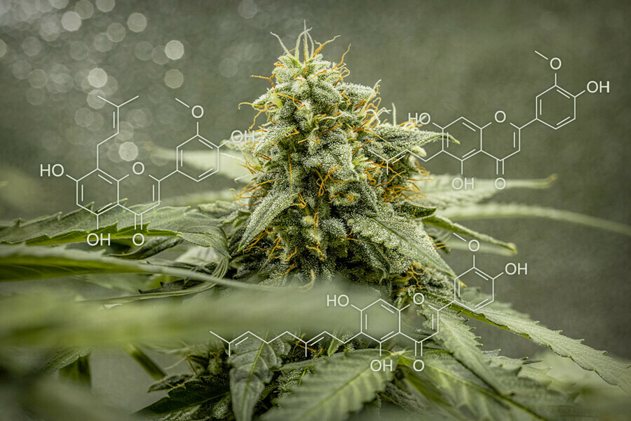 Décryptage des cannflavines : des composés uniques du cannabis - RQS Blog